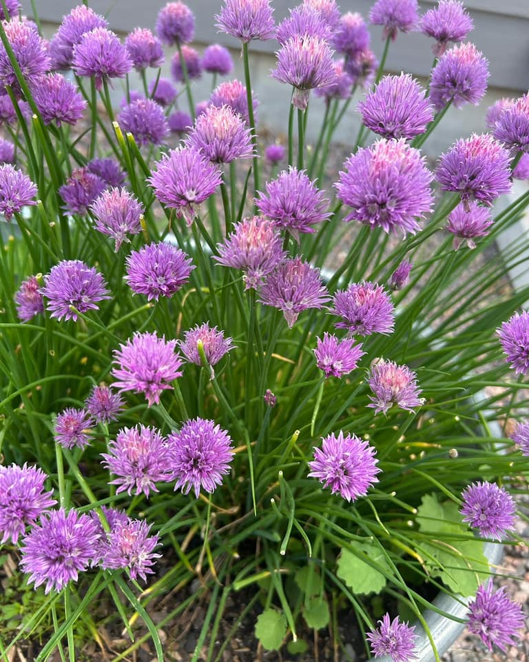 Chive Bloom Vinegar